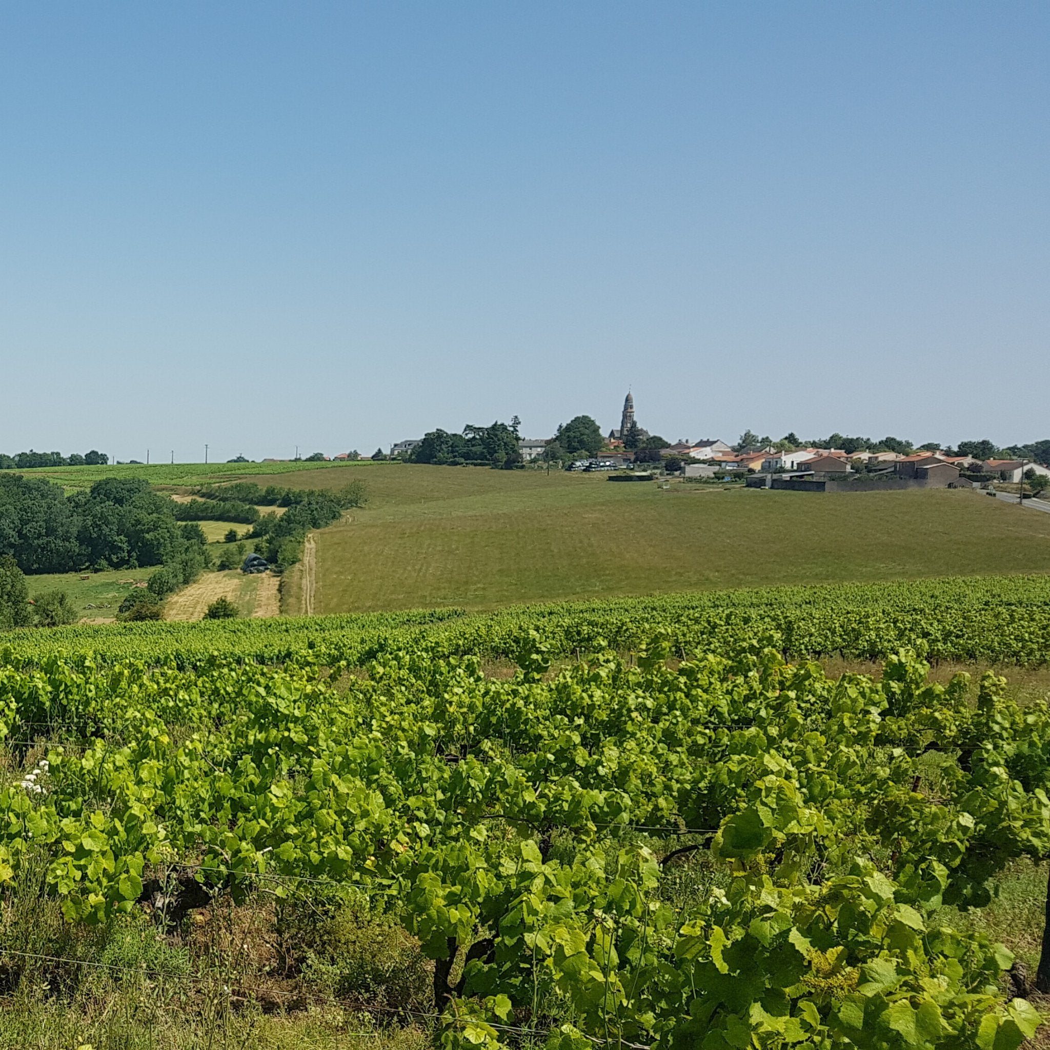 Premium Loire Valley wine in Singapore – Peccavi Wines Singapore