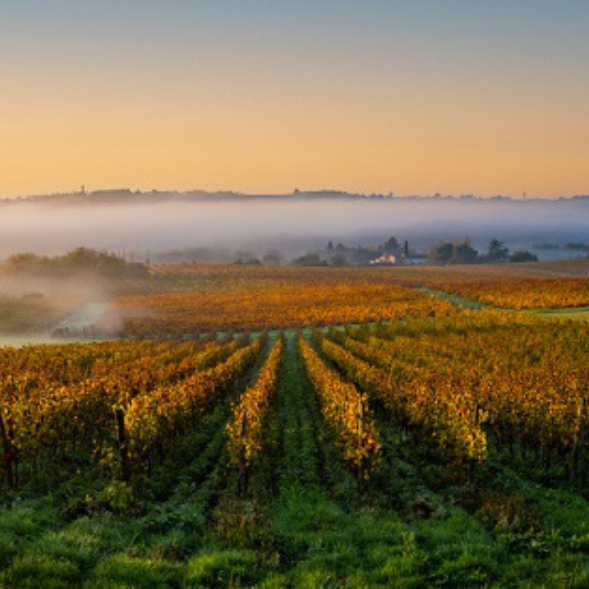 Bordeaux – Peccavi Wines Singapore