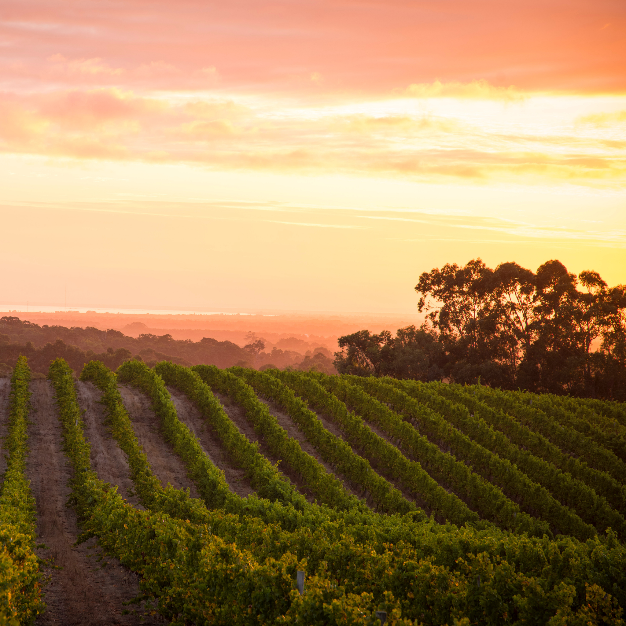 Premium Margaret River Wine in Singapore - Peccavi Estate – Peccavi ...